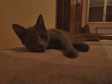 Dalib Albumentations