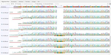 Sanger Sequence Analysis Geneious