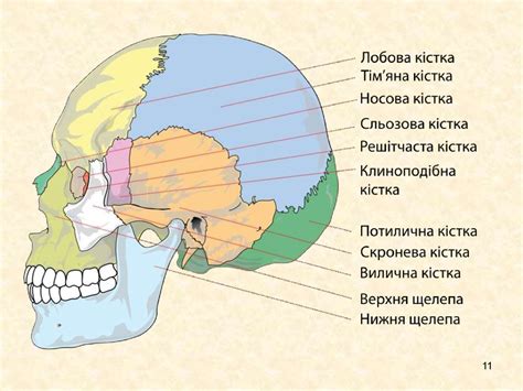 Кістки лицевого і мозкового відділу черепа презентация онлайн