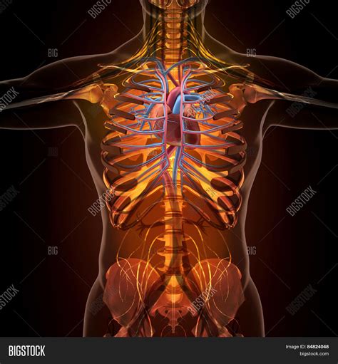 Anatomy Human Organs X Image And Photo Free Trial Bigstock