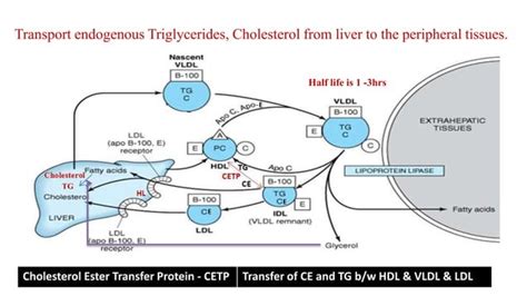 Metabolism Of Lipoproteins Its Disorders Chylomicron VLDL LDL Pptx Free Download