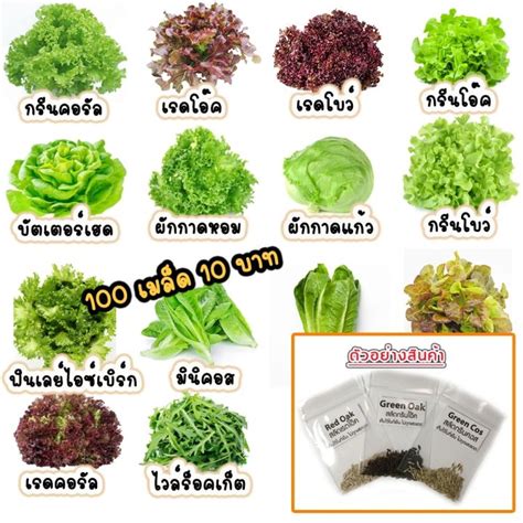 10 ฟรี 1 เมล็ดพันธุ์ผักสลัด ซองละ 10 บาท เมล็ดผักสลัดพันธุ์แท้ 🌱มี