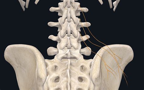 Cluneal Nerve Entrapment Syndromes