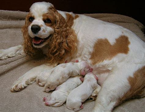 Parti Colored Cocker Spaniel Puppies For Sale Tri Color Cocker