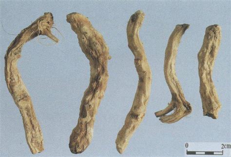 知母肉 中国中药材真伪鉴别