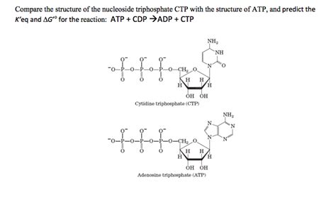 Compare The Structure Of The Nucleoside Triphosphate