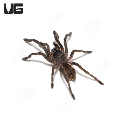 Cobalt Blue Tarantula Sling