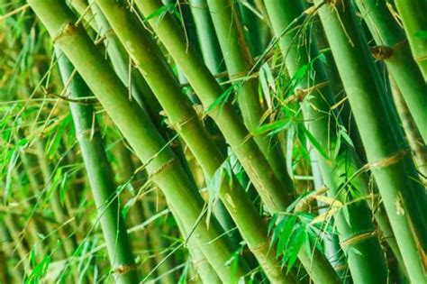 45 Types Of Bamboo Plants With Pictures And Identification