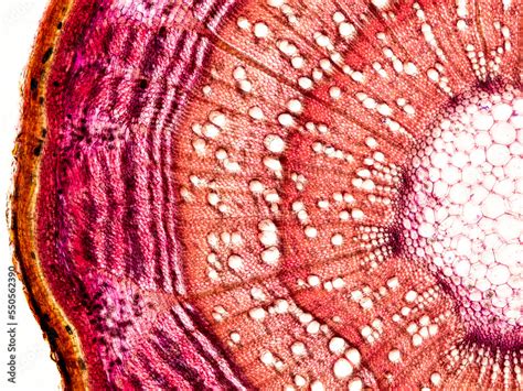 Rose Of Sharon Stem Transversal Section Under The Microscope Optical Microscope X100