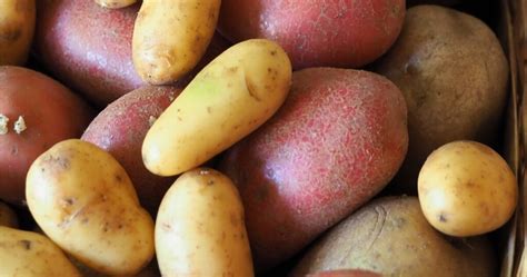 The Best Blight Resistant Potato Varieties To Plant