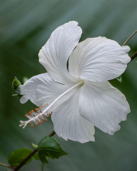 Flower Images White New Beginnings A Florist Original