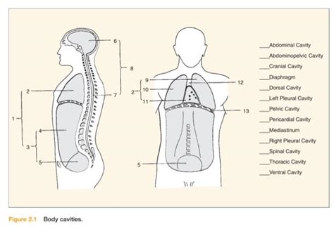 Figure 21 Body Cavities