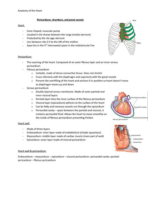 Anatomy Of The Heart Lecture Notes Pericardium Chambers And Great Vessels Heart Cone