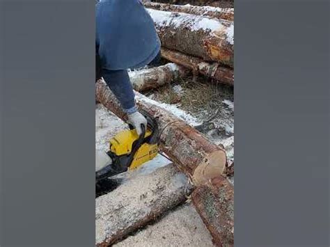 БЕНЗОПИЛА ЧЕМПИОН 251 ПРОДОЛЖЕНИЕ ЗАГОТОВКА ДРОВ НА ЗИМУ 🌲🌲🌲🌲🌲 - YouTube