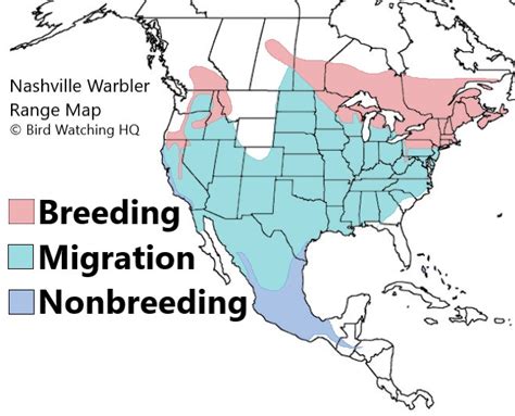 35 Warbler Species Found In Ohio Wpics Bird Watching Hq