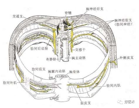 读懂脊柱神经支配及走形分布，高清图谱请收好！