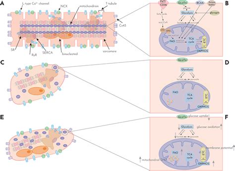 the adult cardiomyocytes versus immature ipsc cms and matured ipsc cms