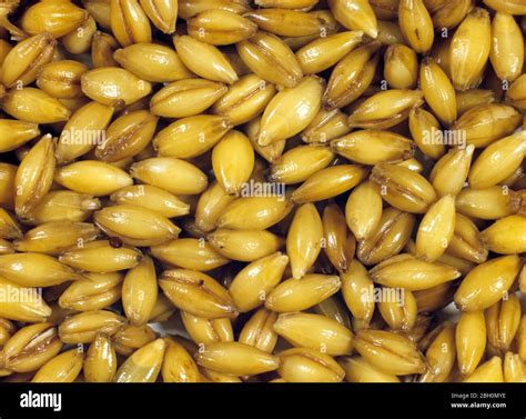 Barley Grain