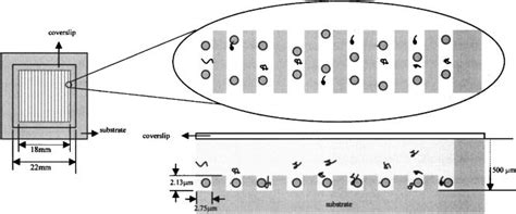 One Dimensional Diffusion Of Colloids In Polymer Solutions The Journal Of Chemical Physics