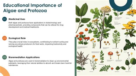 Algae And Protozoa Similarities Ppt Outline Acp