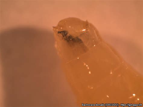 Bactrocera Dorsalis Dacudo Photos Eppo Global Database