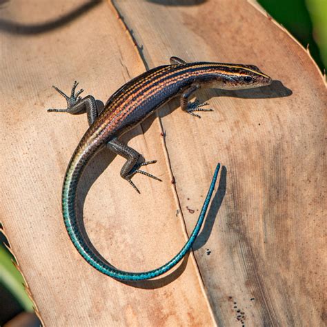 Blue Tailed Skink