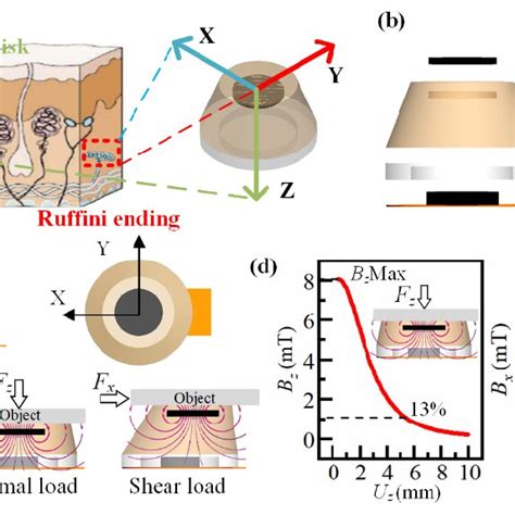illustration of the 3d force sensor a illustration of the human skin