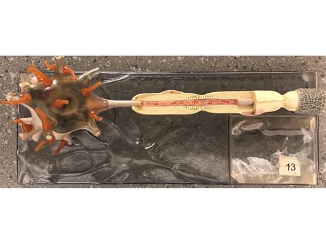 Neuron Diagram Quizlet Neuron Diagram Quizlet