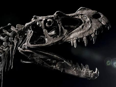 Rare Skeleton Of A Ceratosaurus Sells For 305 Million At Auction