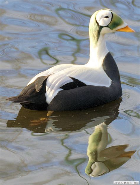 Identify Spectacled Eider Wildfowl Photography