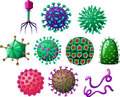 Types Of Virus Shapes At Craig Cox Blog