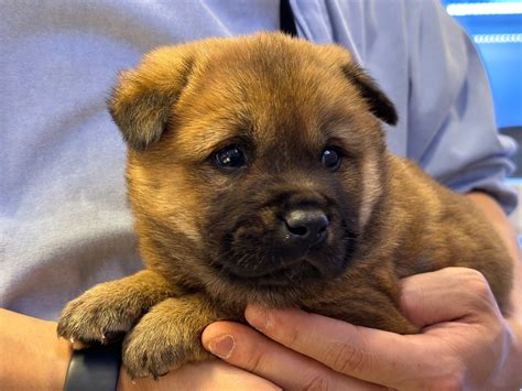 믹스견 애기 토이브리티쉬숏헤어입양 토이스코티쉬폴드입양 토이러시안블루입양 토이강아지입양 토이고양이입양 오드아이먼치킨무료분양 오드아이랙돌무료분양 오드아이브리티쉬숏헤어무료분양