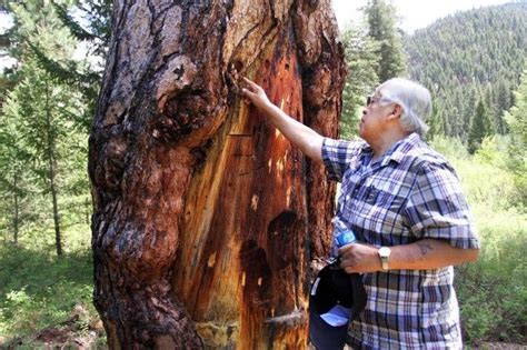 Bitterroot Icon Peeled Trees Tree Ponderosa Pine Forest Fire