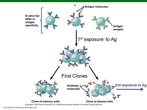 The Concept Of Immunity Ppt Download