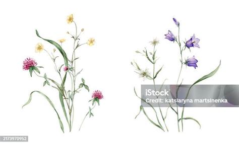 여름 초원 꽃의 꽃다발의 수채화 식물 세트입니다 핑크 클로버와 블루 블루 벨의 손으로 그린 그림 노란 미나리 꽃과 푸른 잔디