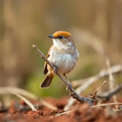 Neddicky Olienhoutsrus