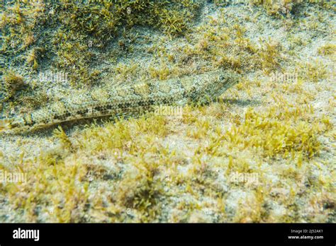 The Diamond Lizardfish Synodus Synodus Is A Species Of Lizardfish