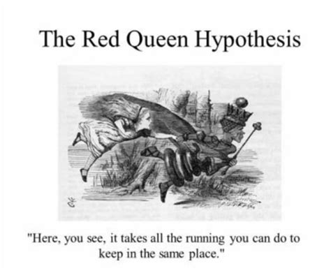 The Red Queen Hypothesis In European Rabbits Weird History Stories
