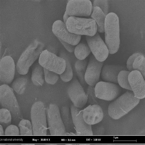 Pdf Characterization Of Bacteriocin Produced From Isolated Strain Of