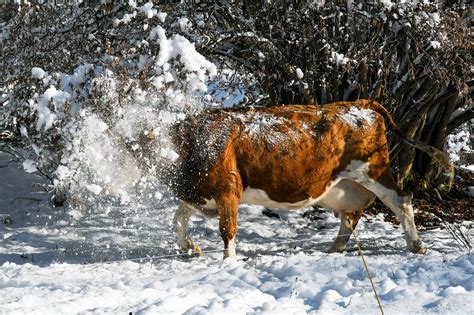 Vache Bovins Simmental Hiver Photo Gratuite Sur Pixabay Pixabay