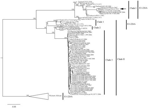 bootstrap values based on 1000 replicates are indicated above branches