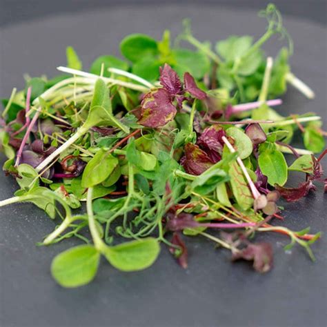 Microgreens Spicy Mix Seeds