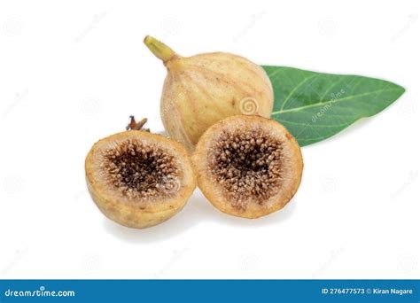 Fruit Of Ficus Racemos The Common Name Fig Fruit Cluster Fig Tree