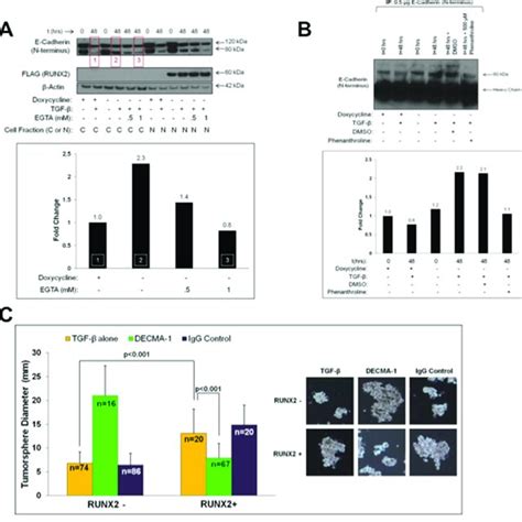Runx2 Expression Is Associated With Production Of Soluble E Cadherin