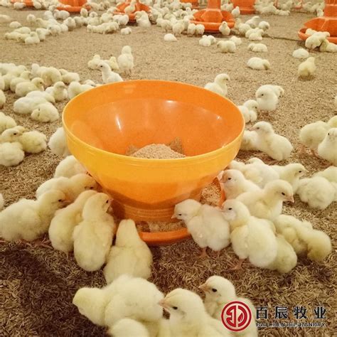 Babay Chick Feed Turbo Feeder One Day Old And Start Feed Pan