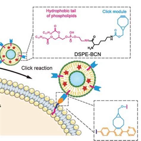 A Schematic Diagram Of Assemble Process Of T Cells Engineered With
