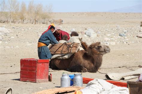 ХОВД Малчин Д Хадбаатарын гэр бүл жилийн дөрвөн улиралд тэмээгээр нүүдэг