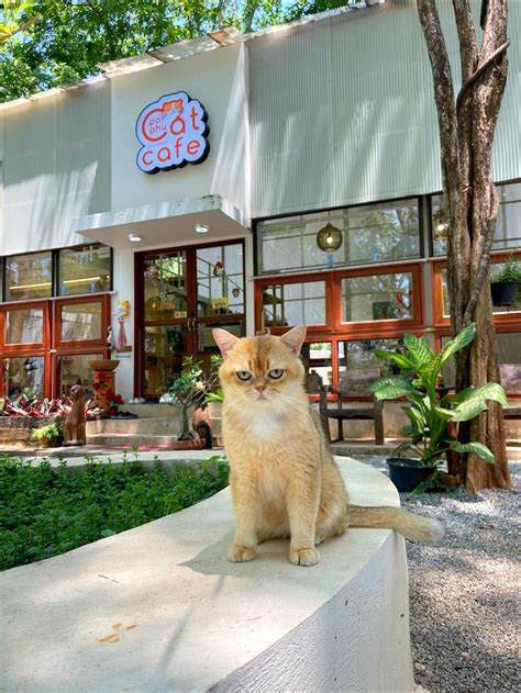 Cat Cafe Chiang Mai At Thomas Niles Blog