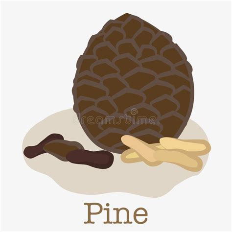 Pine Nut Pine Nut Illustration Illustration Of Small Light Seeds From Pine Cones Stock Vector