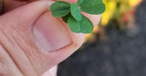 I Found A 6 Leaf Clover Album On Imgur
